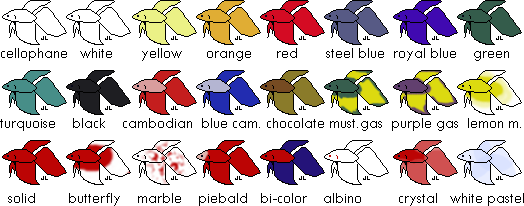 All about betta fish: BETTA COLORS