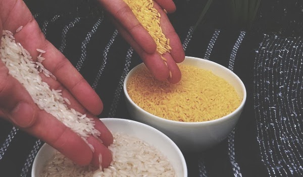 GM Golden Rice: Miracle or Menace? Top Activists Speak Out | ThriveLiving