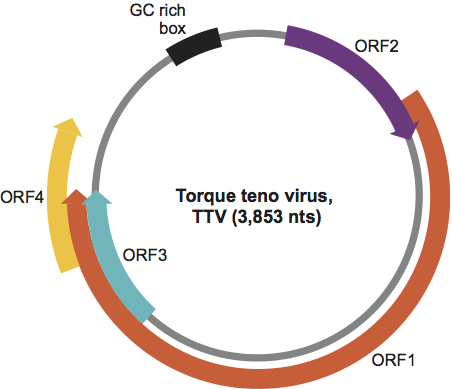 Understanding Anelloviruses