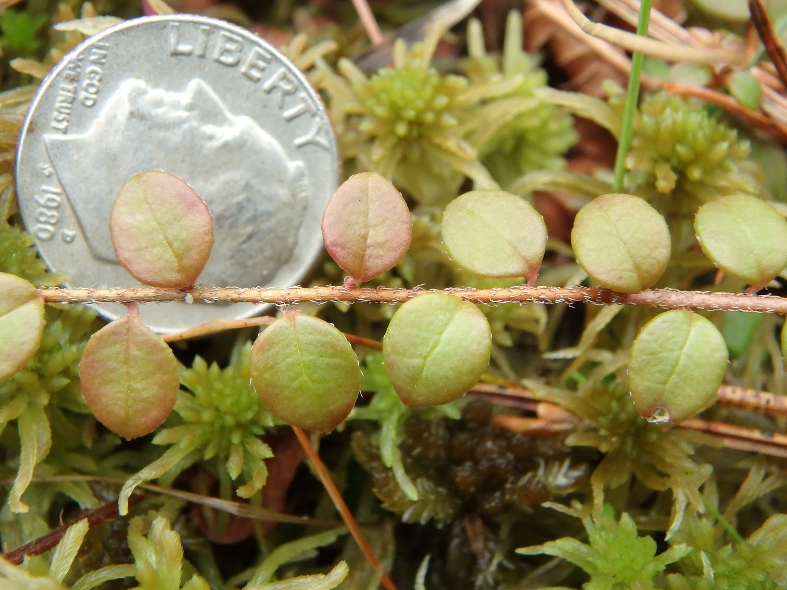 Western Pennsylvania Botany: July 2015