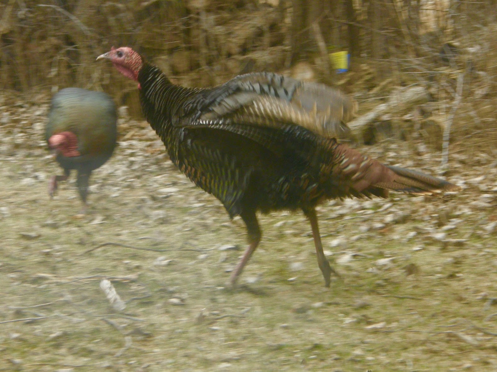 Minnetonkascenes: Wild Turkeys in my yard