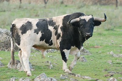 El toro bravo: toro berrendo