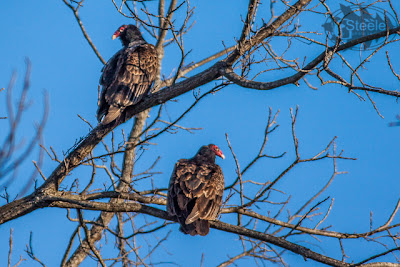 Walkin' With the Wild Woman: A Venue of Vultures