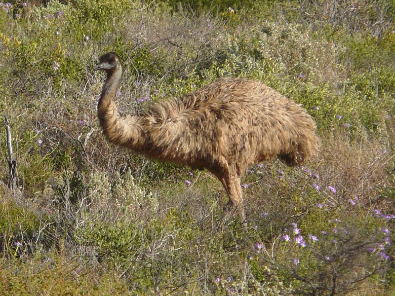Ian Fraser, talking naturally: Musing on Emus