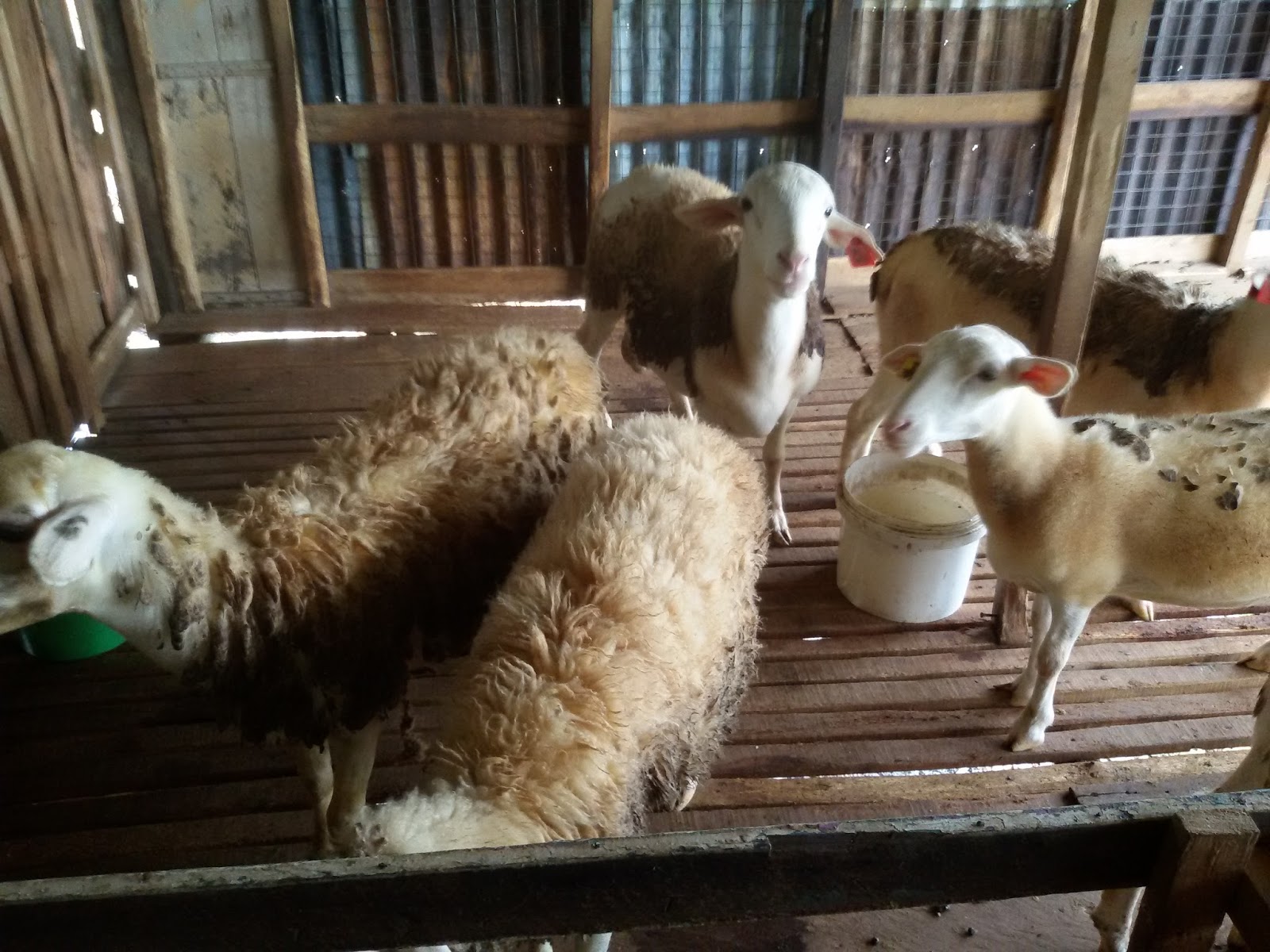 ...yang ingin kukongsi...: Sri Aman 4D3N: kambing comel itu...