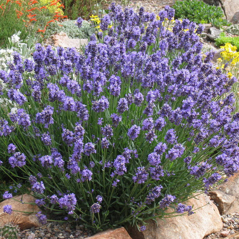 Pokloni mi cvet: Lavandula officinalis