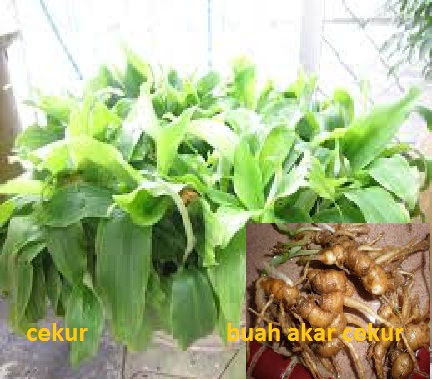 ANTARA MENU DI WARONG BAKSO MEDAN: IKAN KELI MASAK PECEL