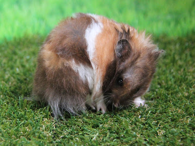 Natural PawPals: Two Gorgeous Calico Syrian Hamsters