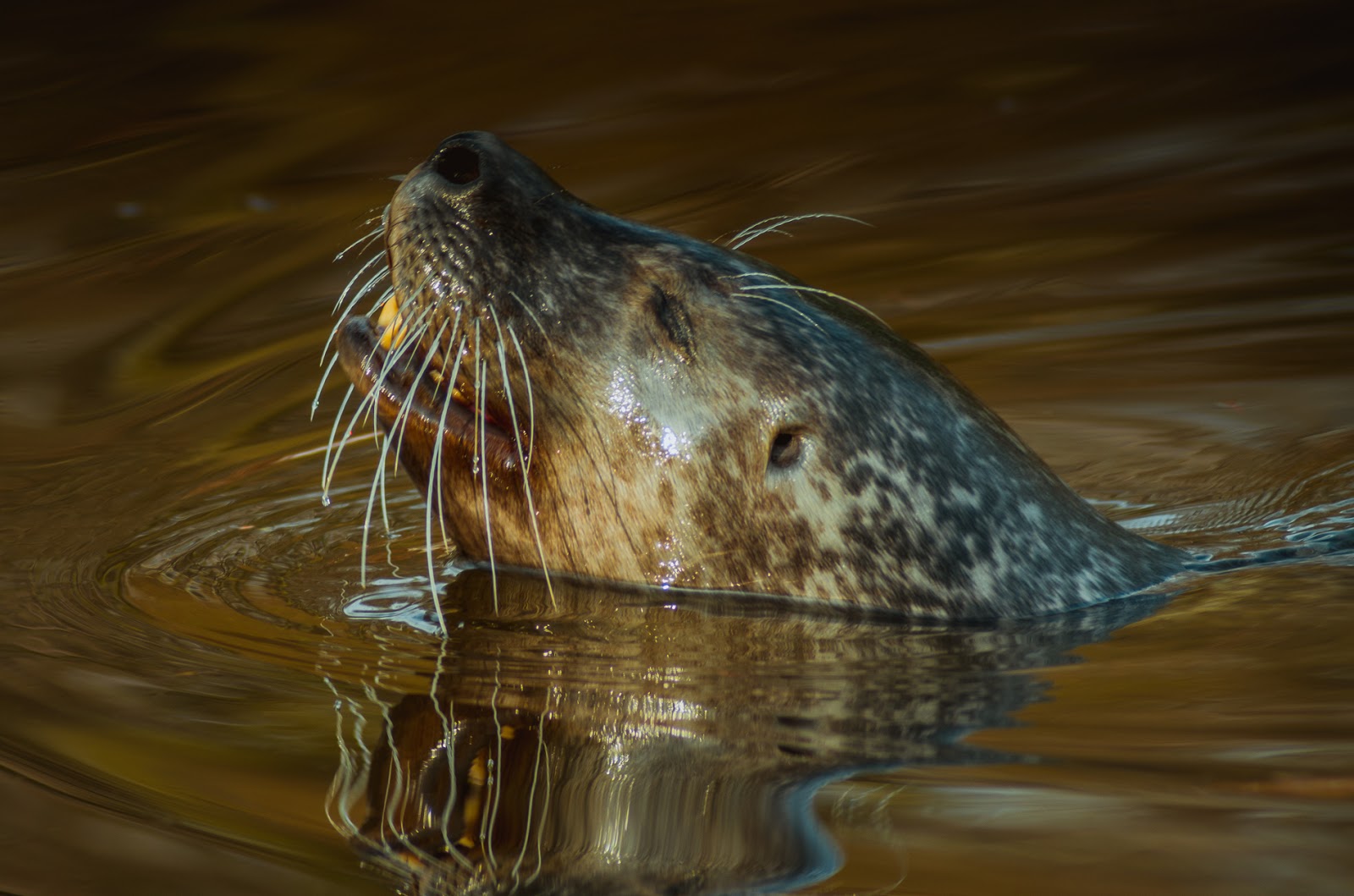 Foka dziś nie cmoka