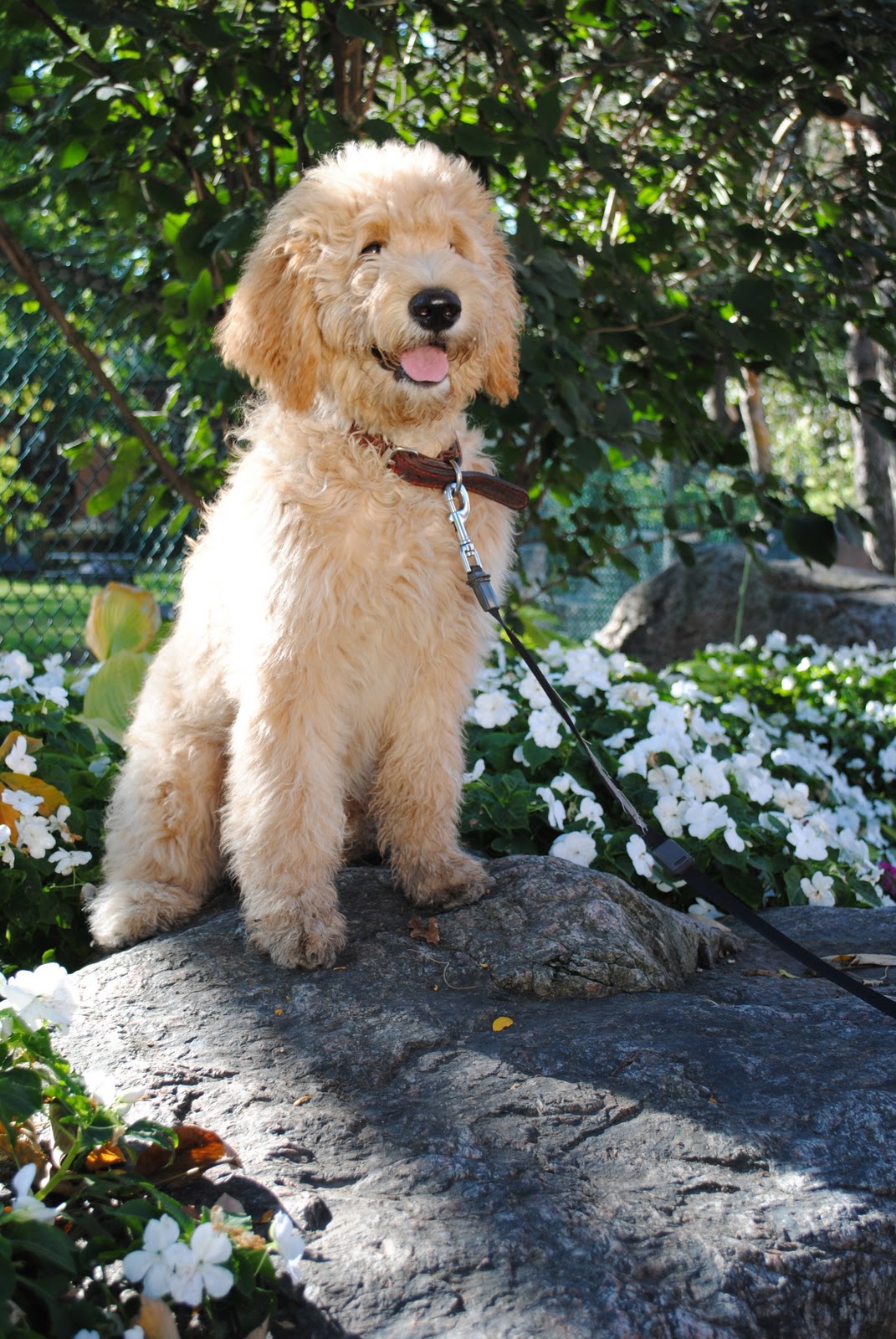 Charlotte, ma vie de GoldenDoodle