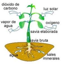 Excreción.: Excrecion en las plantas.