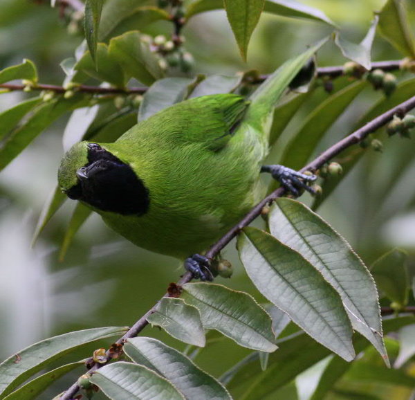 Mike is the name Birding is the game ( Birding in Malaysia - Malaysian ...