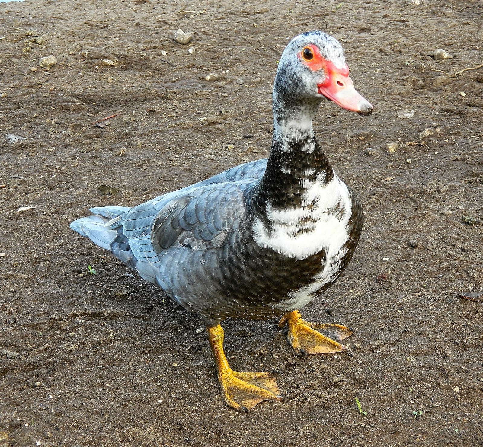 Chocolate Muscovy Ducklings