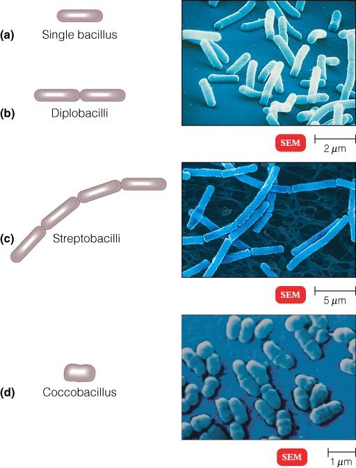 SENTHIL PRABHU SIVASAMY: CELL BIOLOGY I