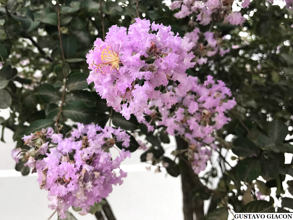 Viveiro Ciprest - Plantas Nativas e Exóticas: Resedá Lilás ou Roxo ...