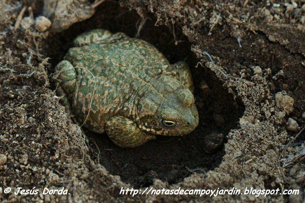 Notas de campo y jardín: Cómos y porqués de los nombres científicos