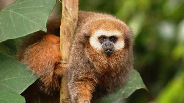 Mono tocón, especie en extinción en el Perú - El mundo animal