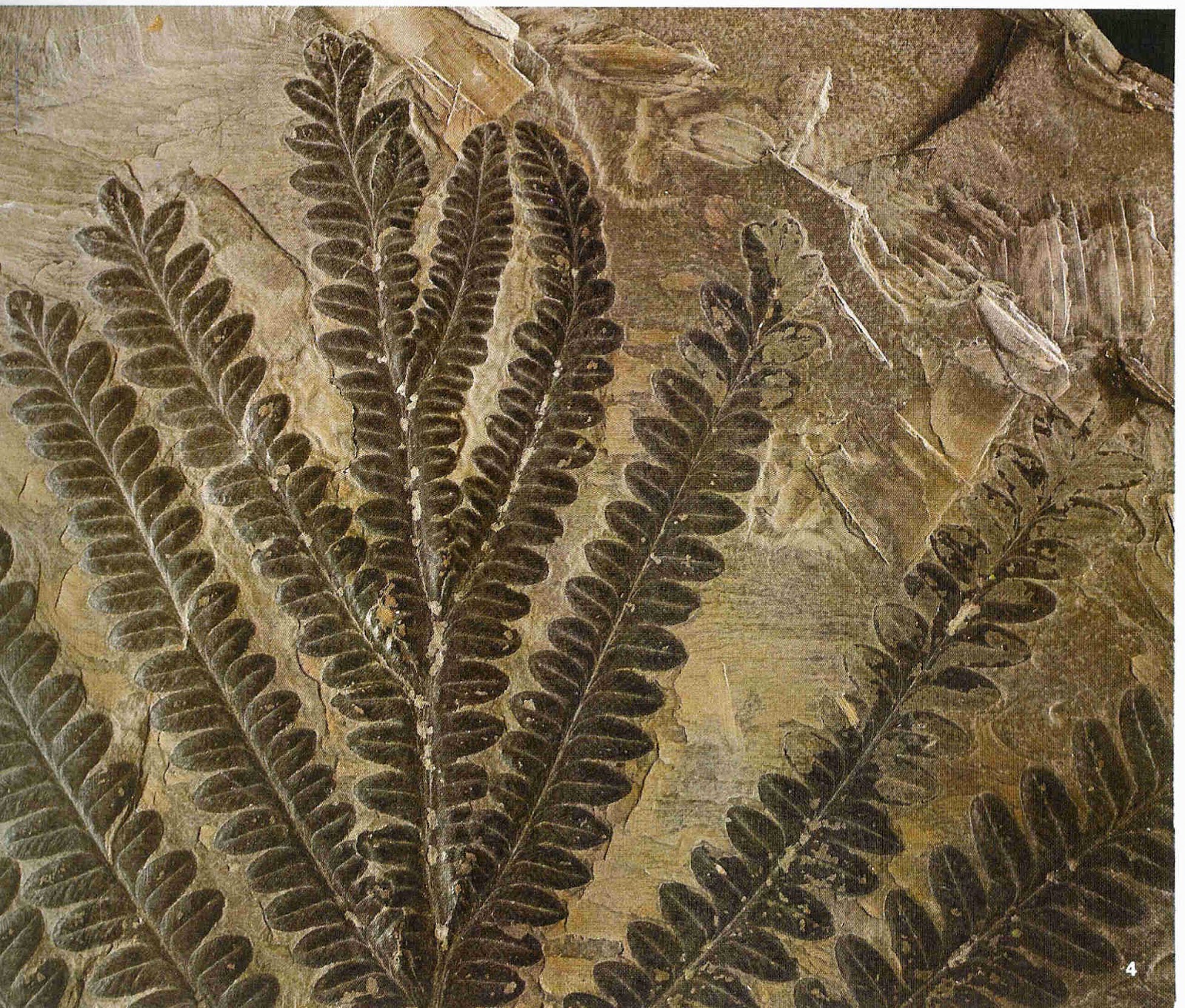 A la palestra : FÓSIL PTERIDOSPERMA - Callipteris conferta