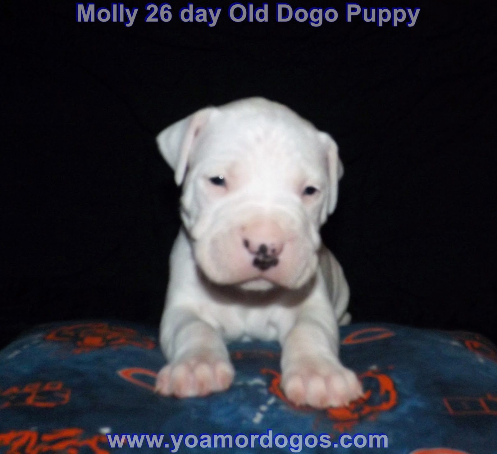 Yo Amo Dogos aka Yo Amor Dogos: Female Dogo Argentinos For Sale