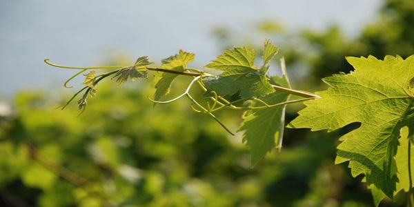Ljekovitosti lista vinove loze