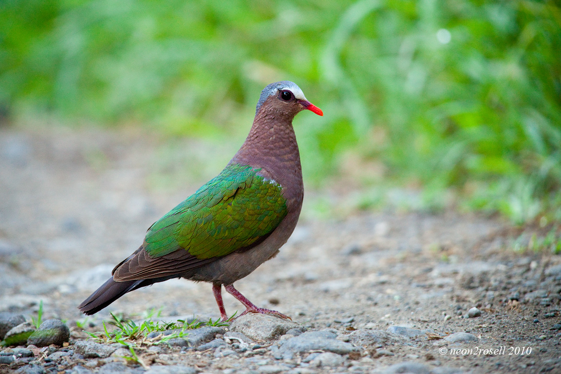 Mis amigas las palomas: Fotos especies de palomas exóticas (preciosas ...