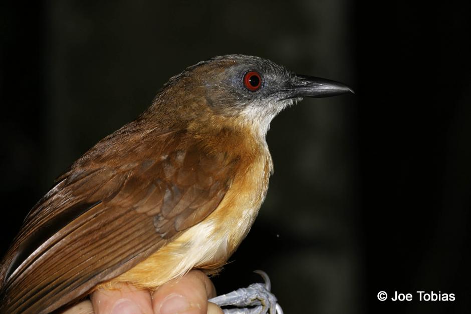 Wild life: Antbird | wild birds