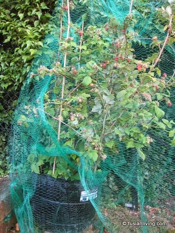 Growing Raspberries in a container or small garden | Grow Your Own Veg ...