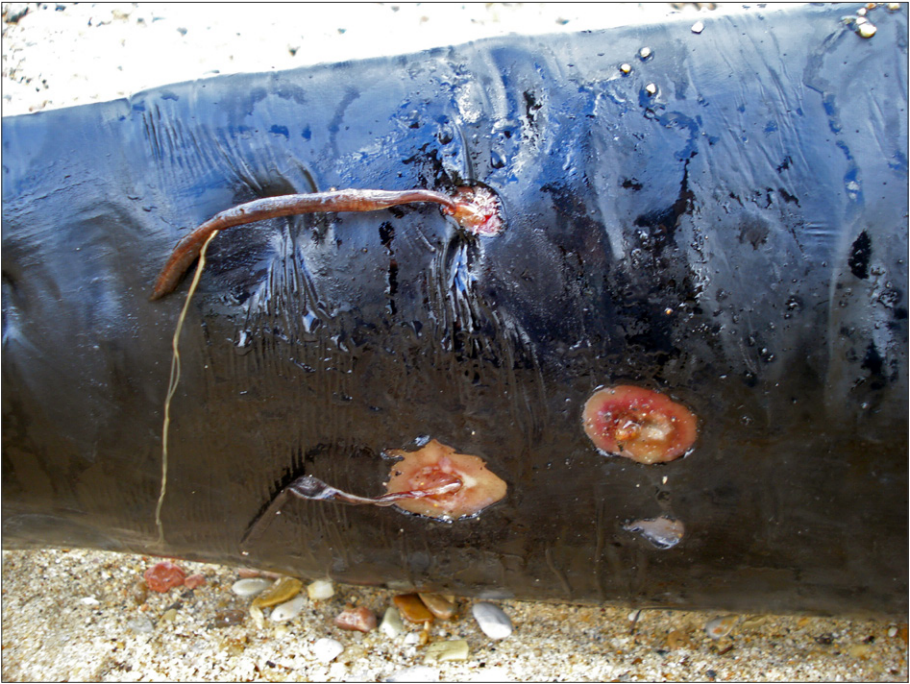 Parasite of the Day: Pennella balaenopterae