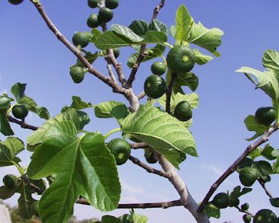 Risqi Sofi Hidayati: manfaat buah tin bagi kesehatan