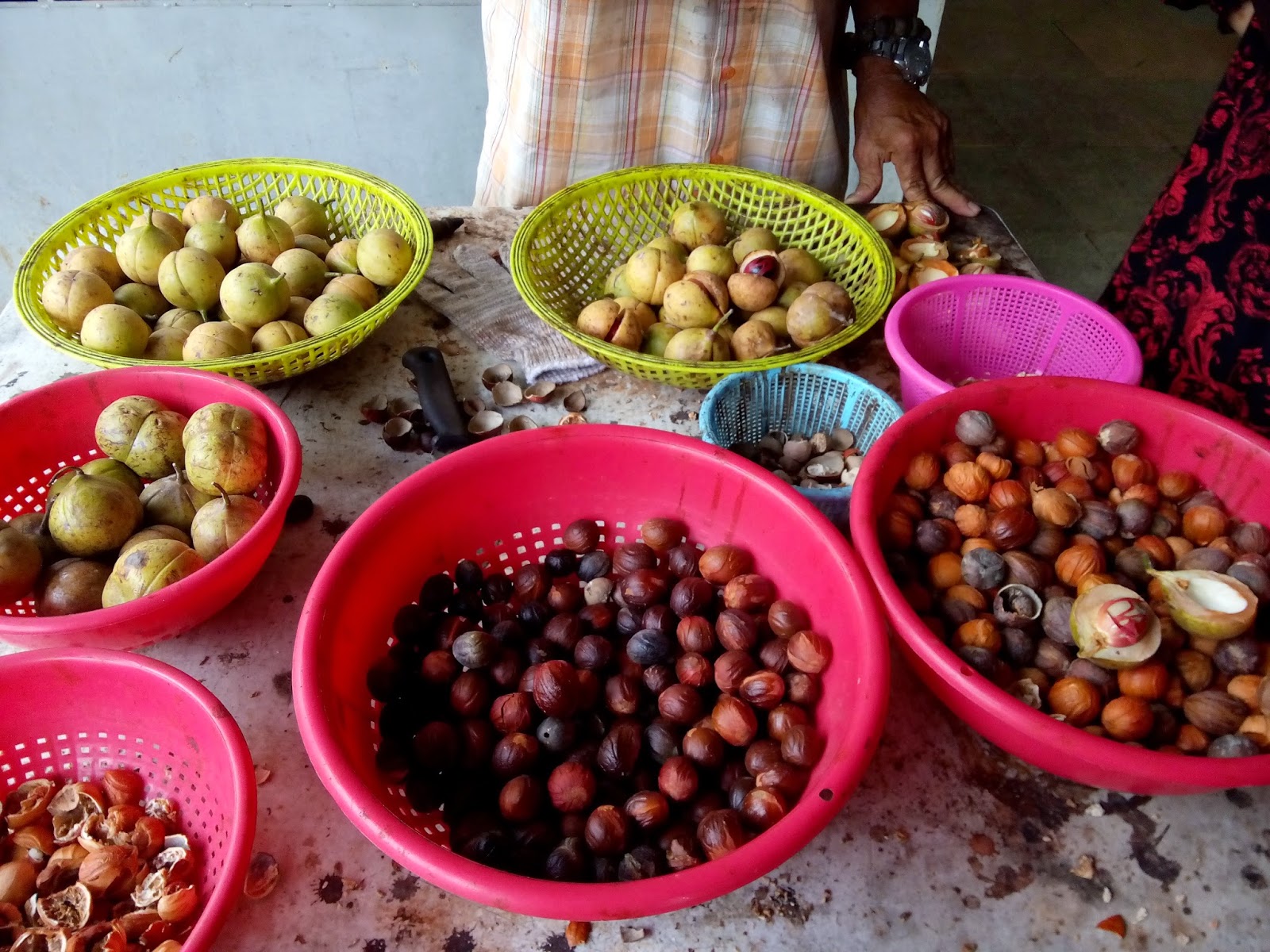 Penang Short Trip: Buah Pala (Nutmeg) - My Rainbow...