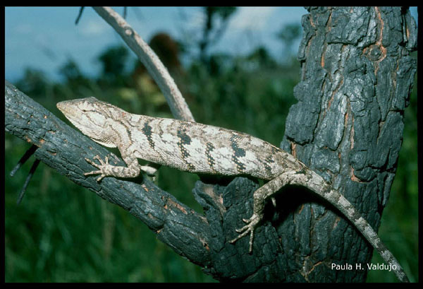 FAUNA E FLORA DO RN: Calango-cego(Polychrus acutirostris Spix,1825 ...
