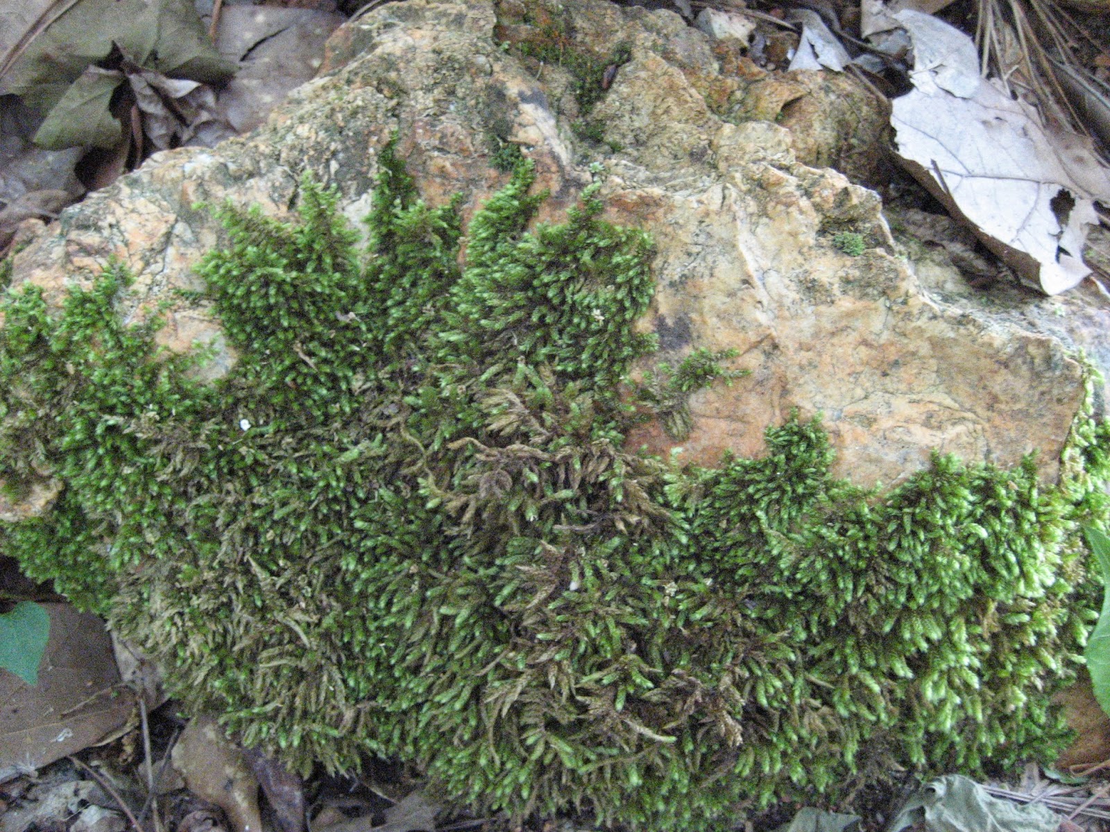 Discovering His Creation: Atrichum Moss (Atrichum angustatum)