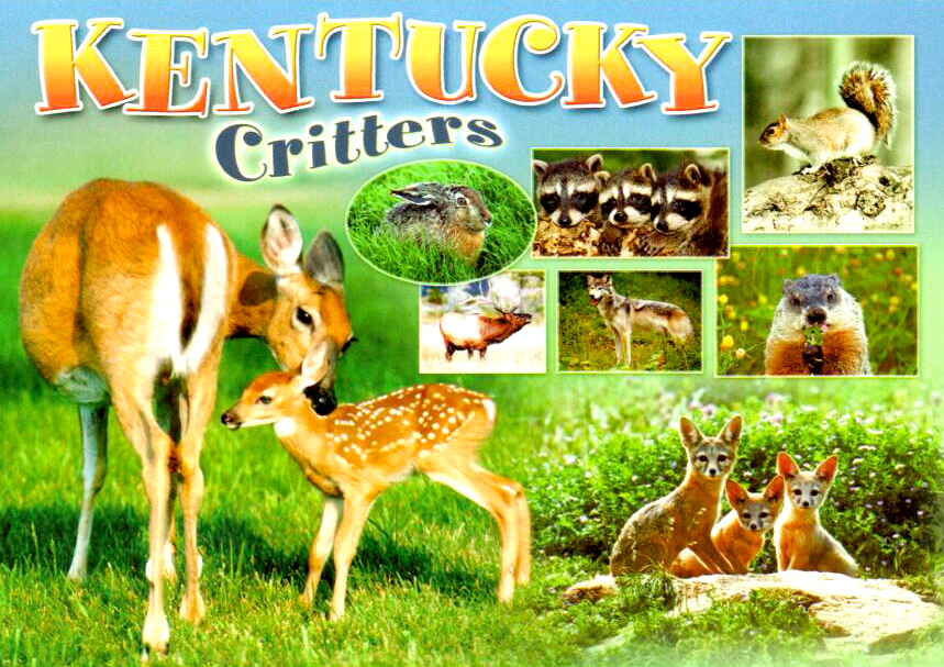 Around the States in 50 Postcards: Our Beautiful Kentucky Postcards