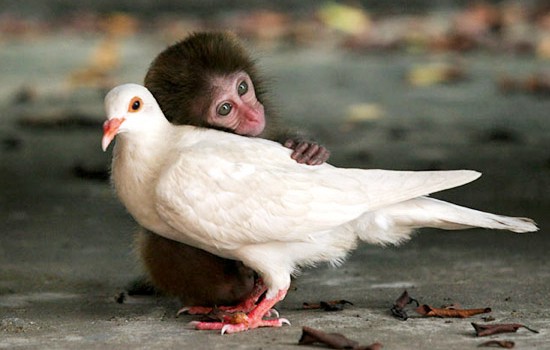 Imagenes de monos tiernos - Imagui