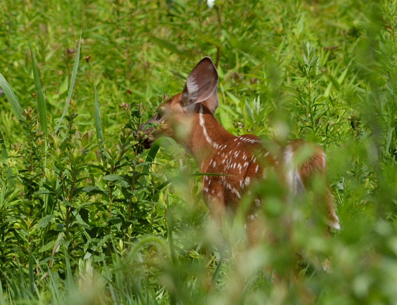 Woods Walks and Wildlife: July 2014
