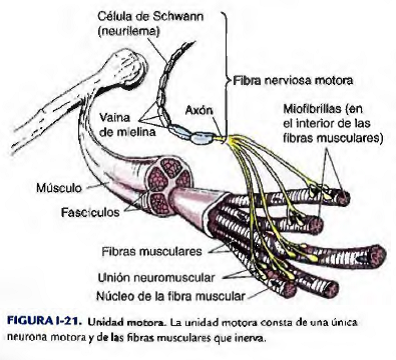 región-grupo-plano: placa motora
