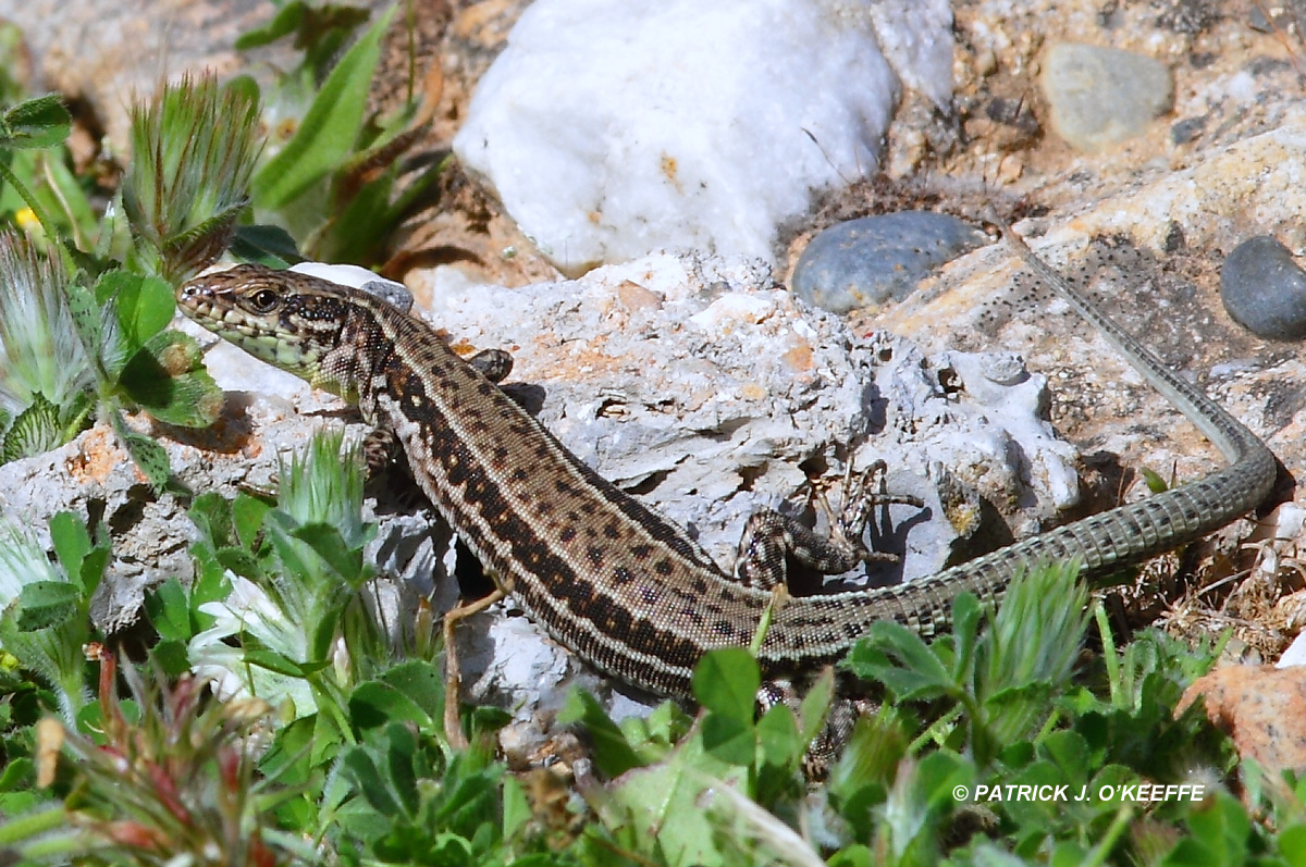 Raw Birds: Reptiles of Europe