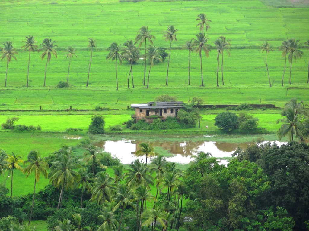 Photo of the day - July 26 - Goan landscape in monsoon