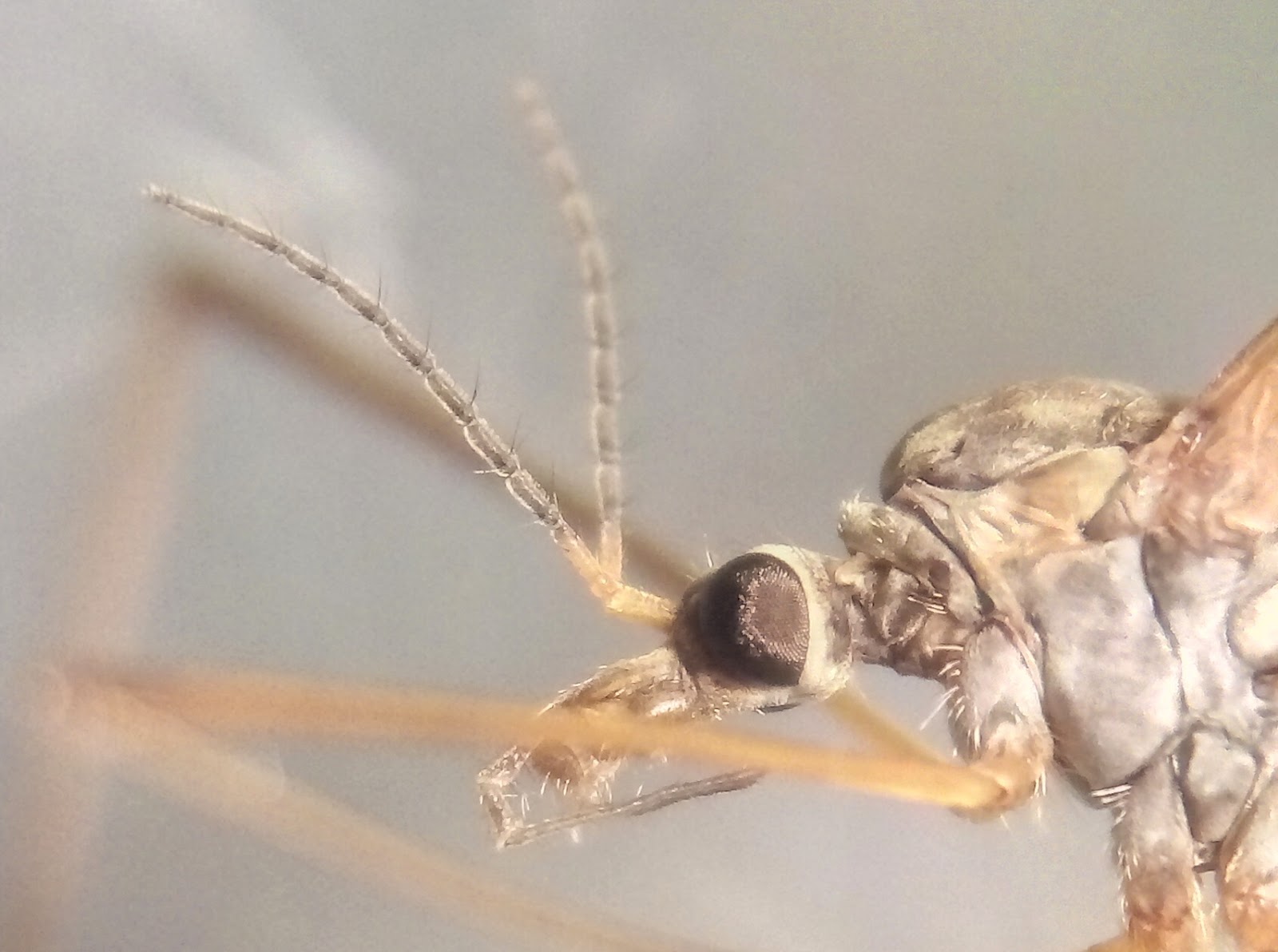 Flies of Fife: Tipula submarmorata new to Fife from Cullaloe LNR