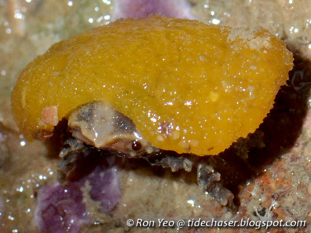 tHE tiDE cHAsER: Sponge Crabs (Phylum Arthropoda: Family Dromiidae) of ...