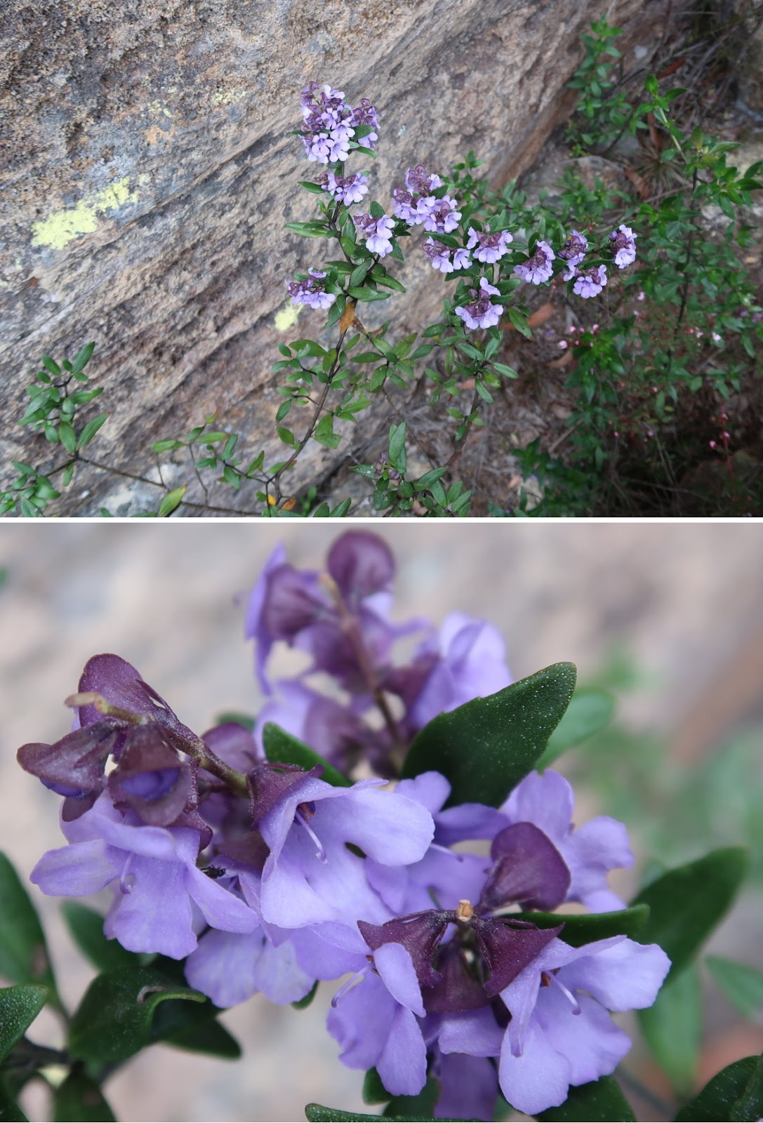 Mountains: Dicksonia Forest Ravine, NSW Blue Mts, Australia