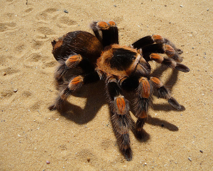 Red Knee Tarantula - True Wildlife Creatures