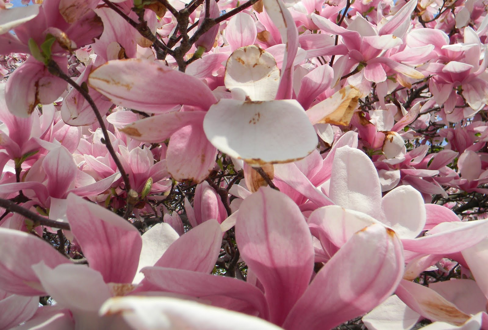 Brown Sugar Magnolia