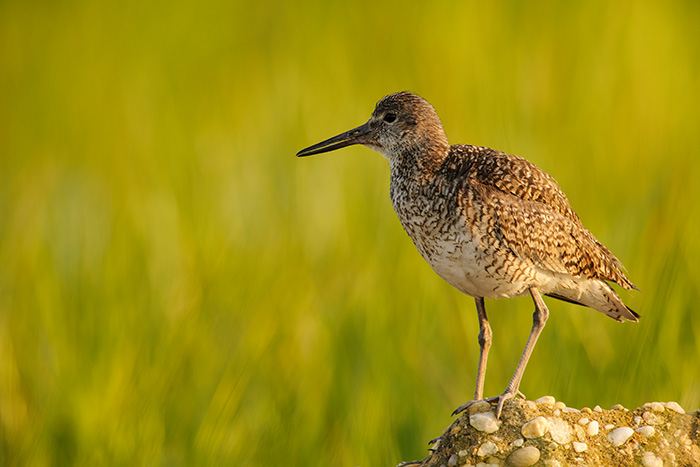 Birding Is Fun!: Willets Nesting