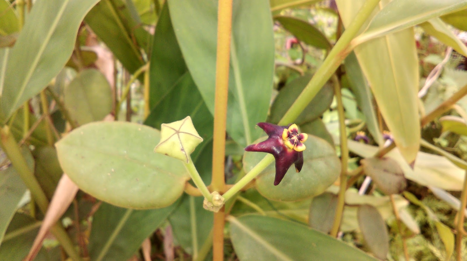 Belly Up Rare Botanicals: Hoya ciliata (Black Hoya)