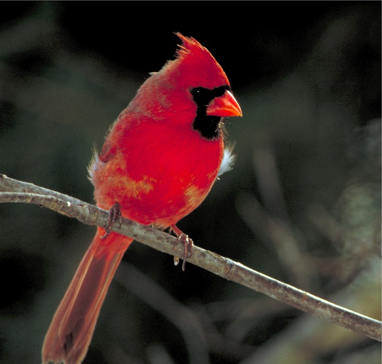 Indiana Voice Journal : Two Poems by Lance Carpenter: "Night Cardinal ...