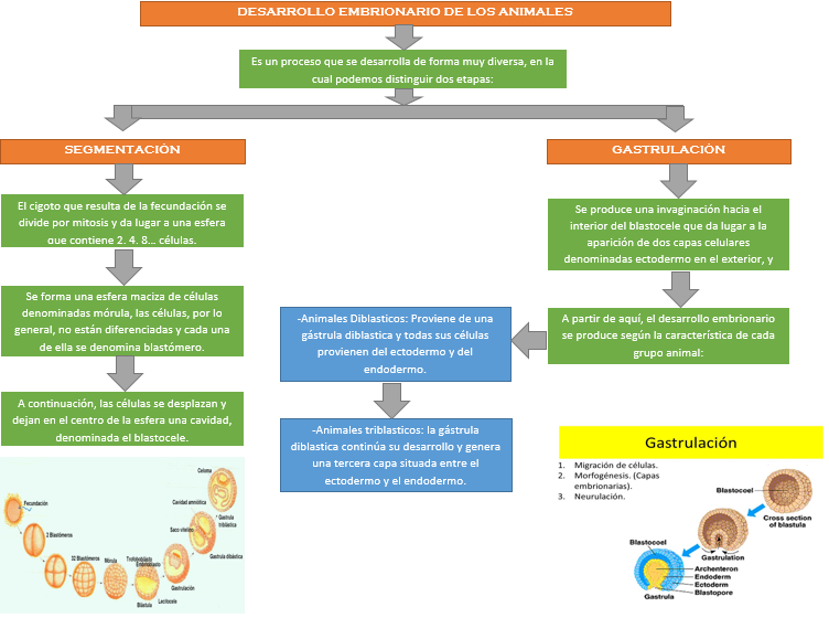 Desarrollo embrionario en los animales