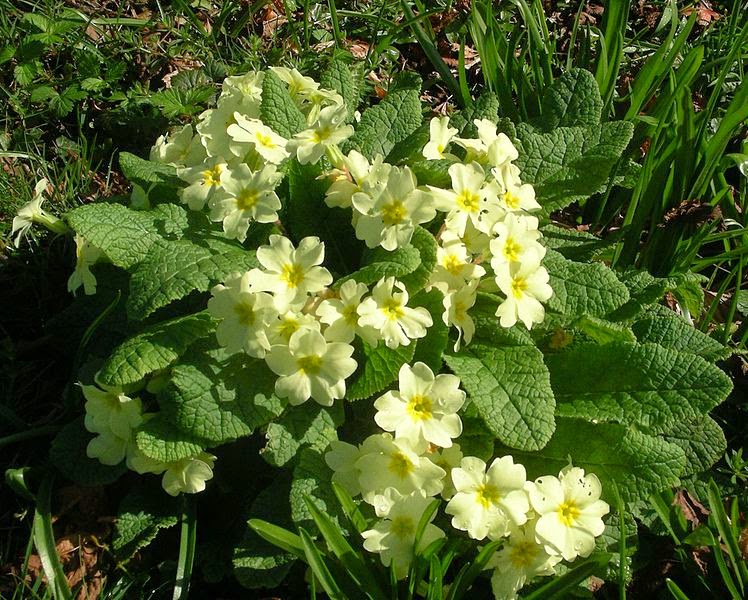 Topical Tens: 19th April: Primrose Day