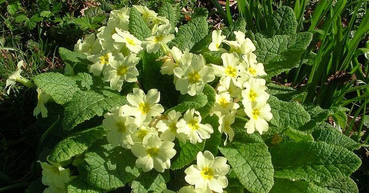Topical Tens: 19th April: Primrose Day