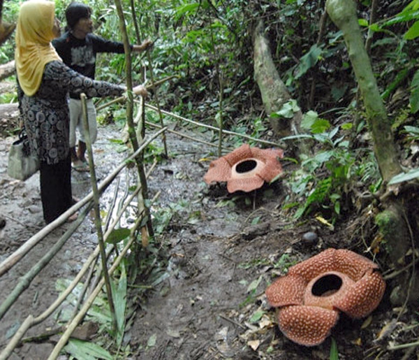 Menakjubkan 12+ Foto Bunga Raflesia Arnoldi - Gambar Bunga Indah